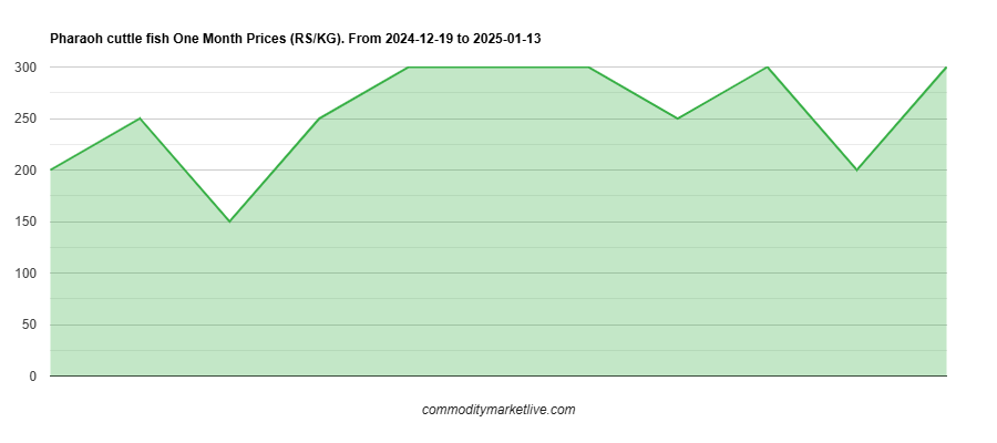 Pharaoh Cuttle Fish Fish Price Today | Fish Wholesale Price in India